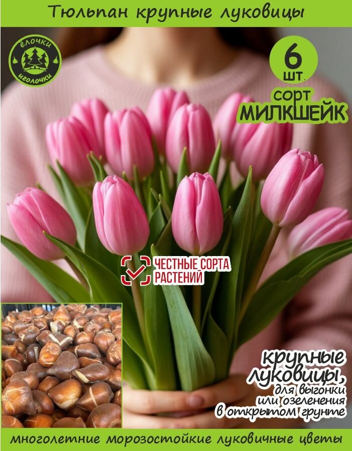 Тюльпан Луковица, Милкшейк, 6 шт крупные