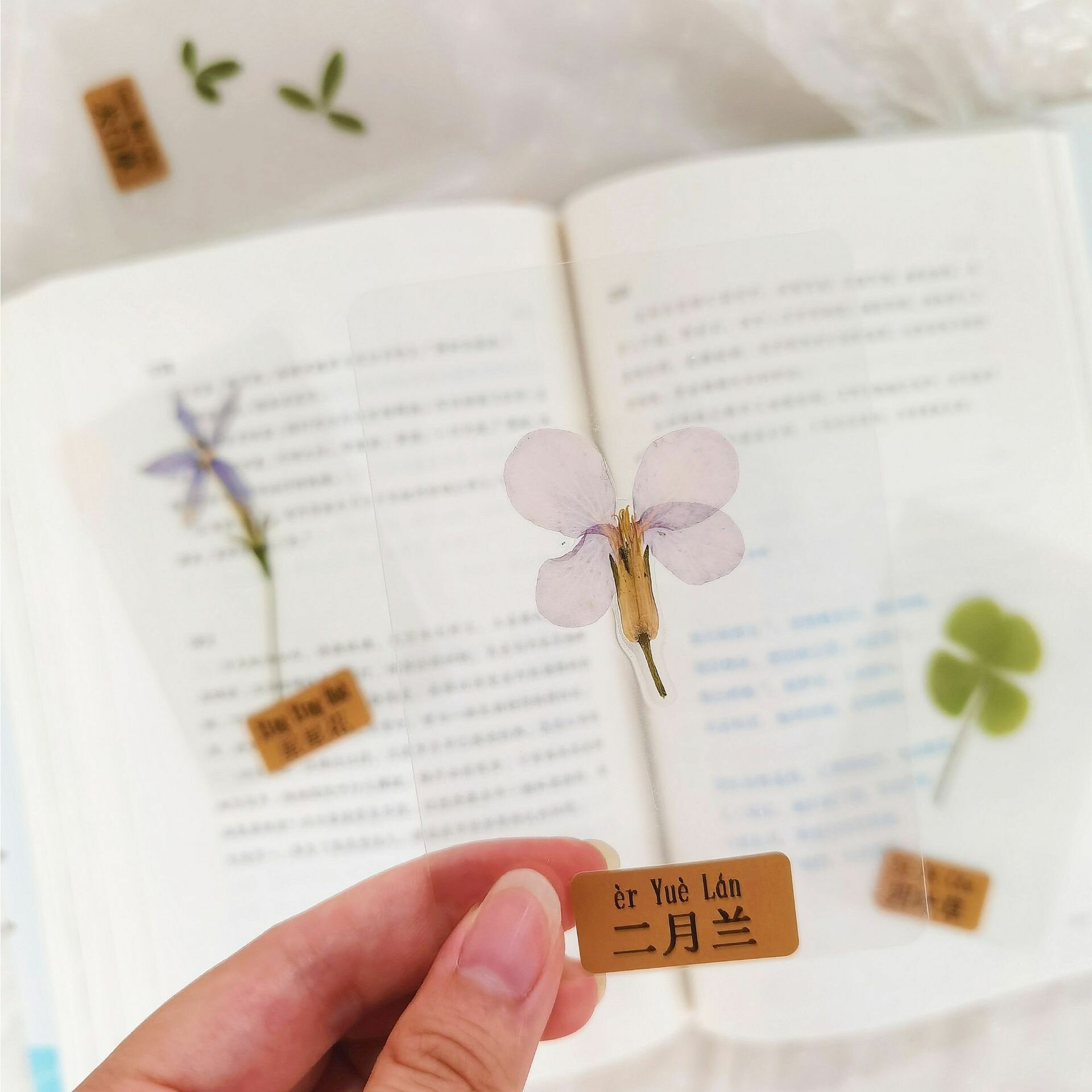 Настоящий четырехлистный клевер, амулет, приносит удачу, отгоняет невезение и сохраняет его сухим и постоянным.