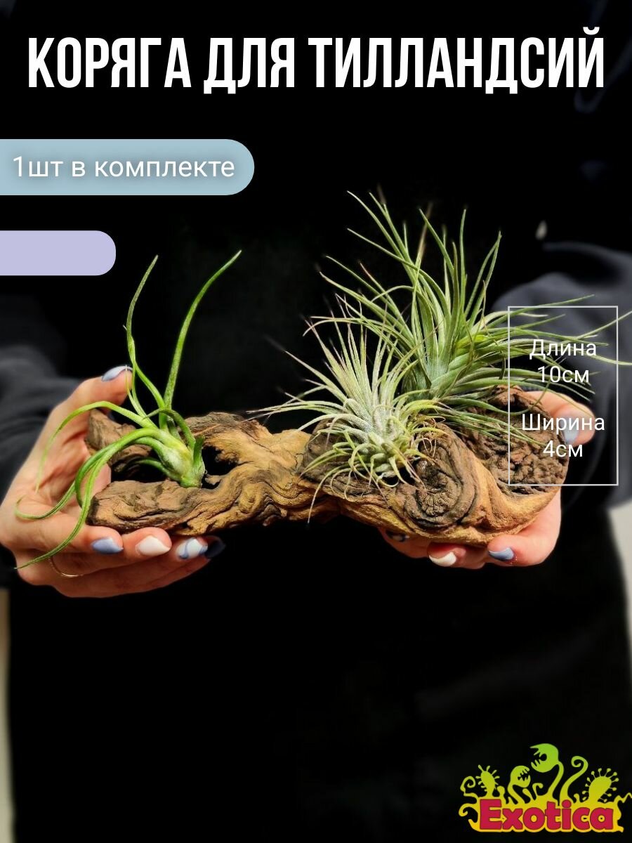Коряга для тилландсий