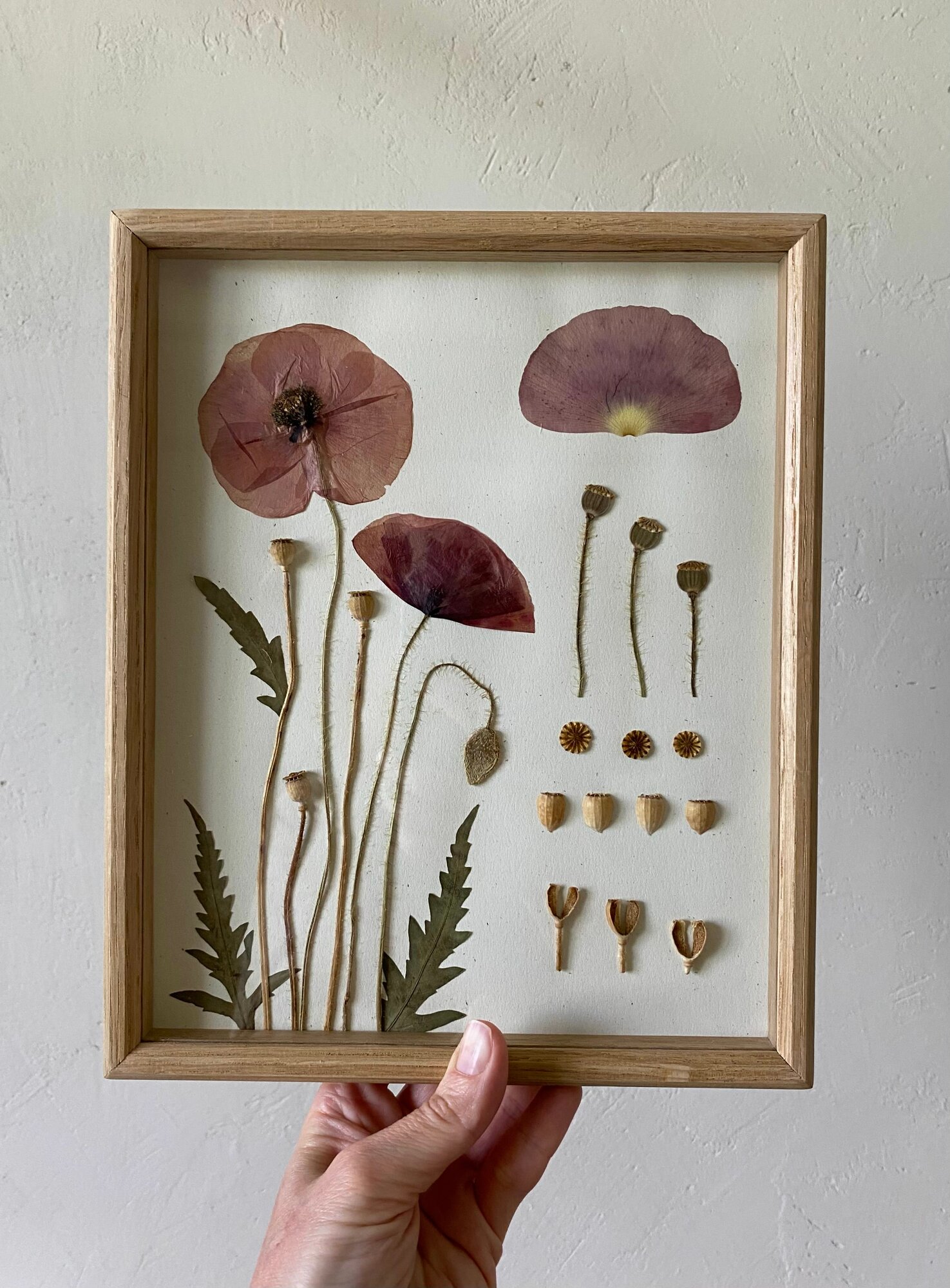 Ботаническое панно в глубокой рамке 27,5х22,5 см. Гербарий натуральный Мак/Papaver. Olya_klever