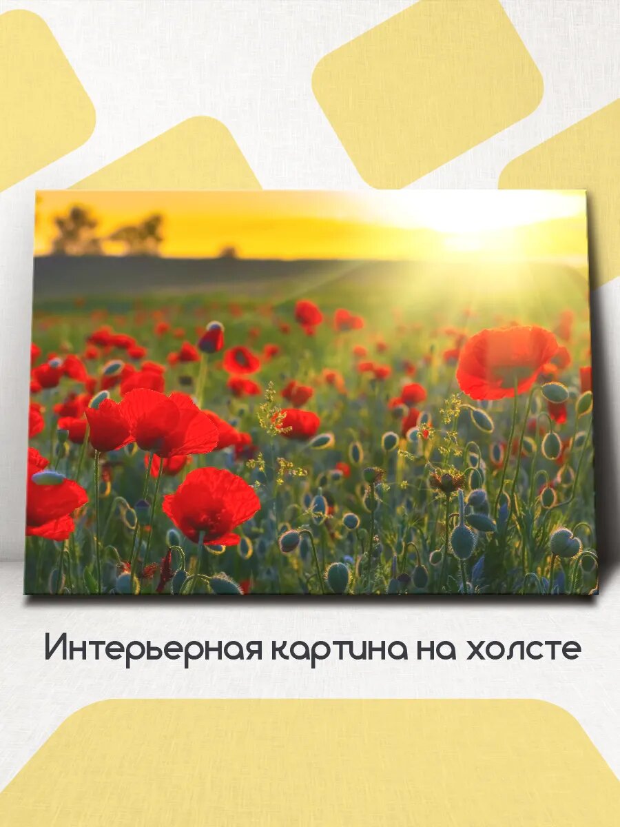 Картина на стену Маки на рассвете, цветы 40x30 см