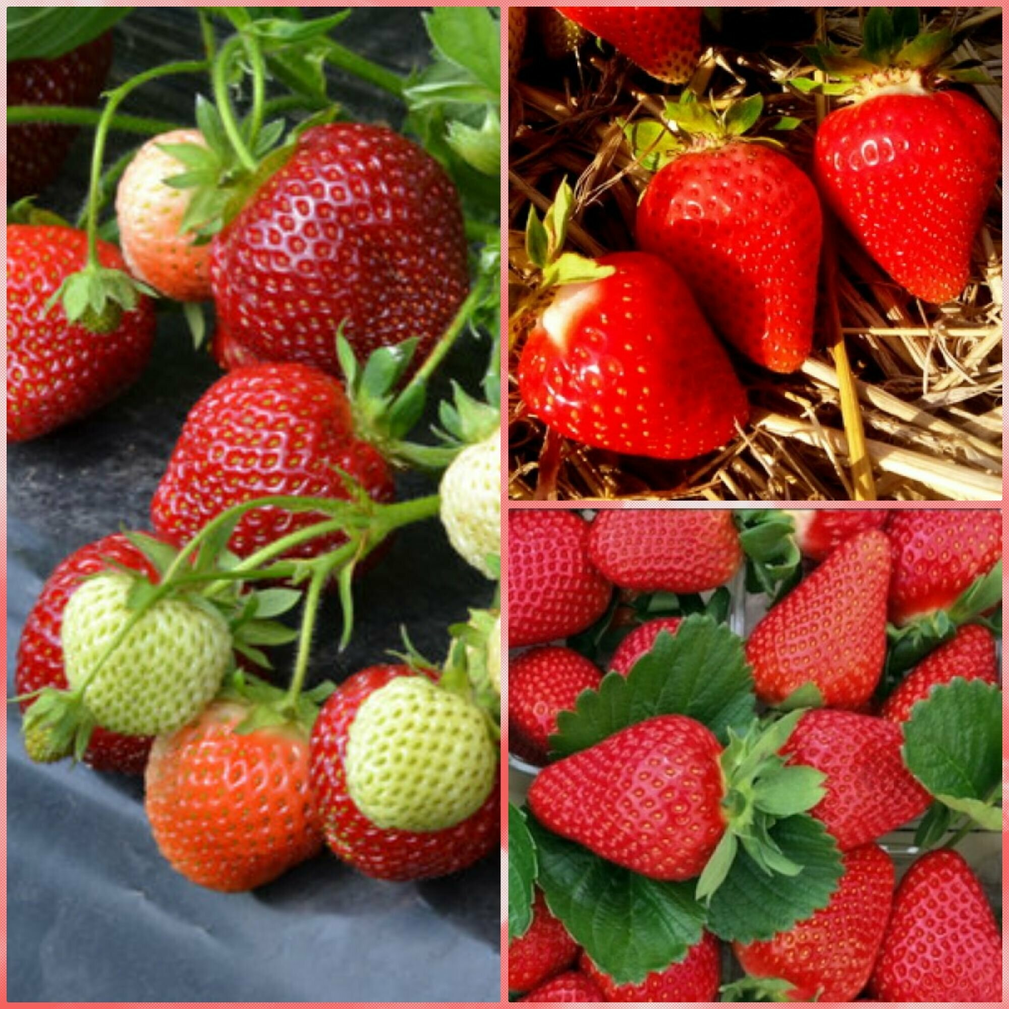 Комплект клубники "Чао Италия", 3 сорта в комплекте, 15 штук