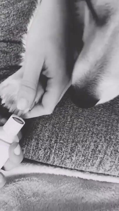Триммер когтеточка для когтей домашних животных Pawbby Pet Electric Nail Sharpener MG-NG001A