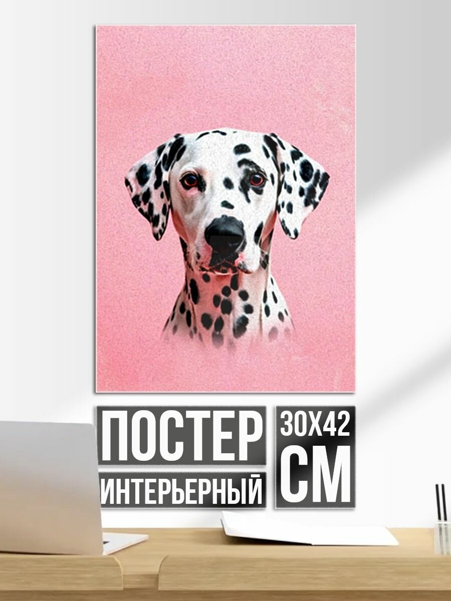 Постер на стену Далматин на розовом