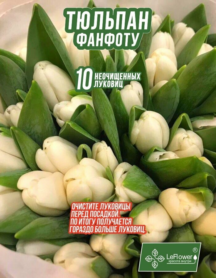 Тюльпан Луковица, Фан фо Ту, 10шт