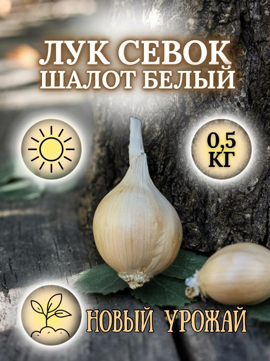 Лук-шалот Белая королева / Семейный лук для посадки / Лук на зелень и репку / Сладкий лук шалот 500г / Сорт лука Белая королева