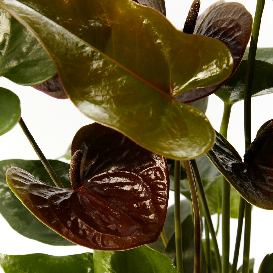 Антуриум Блэк d12