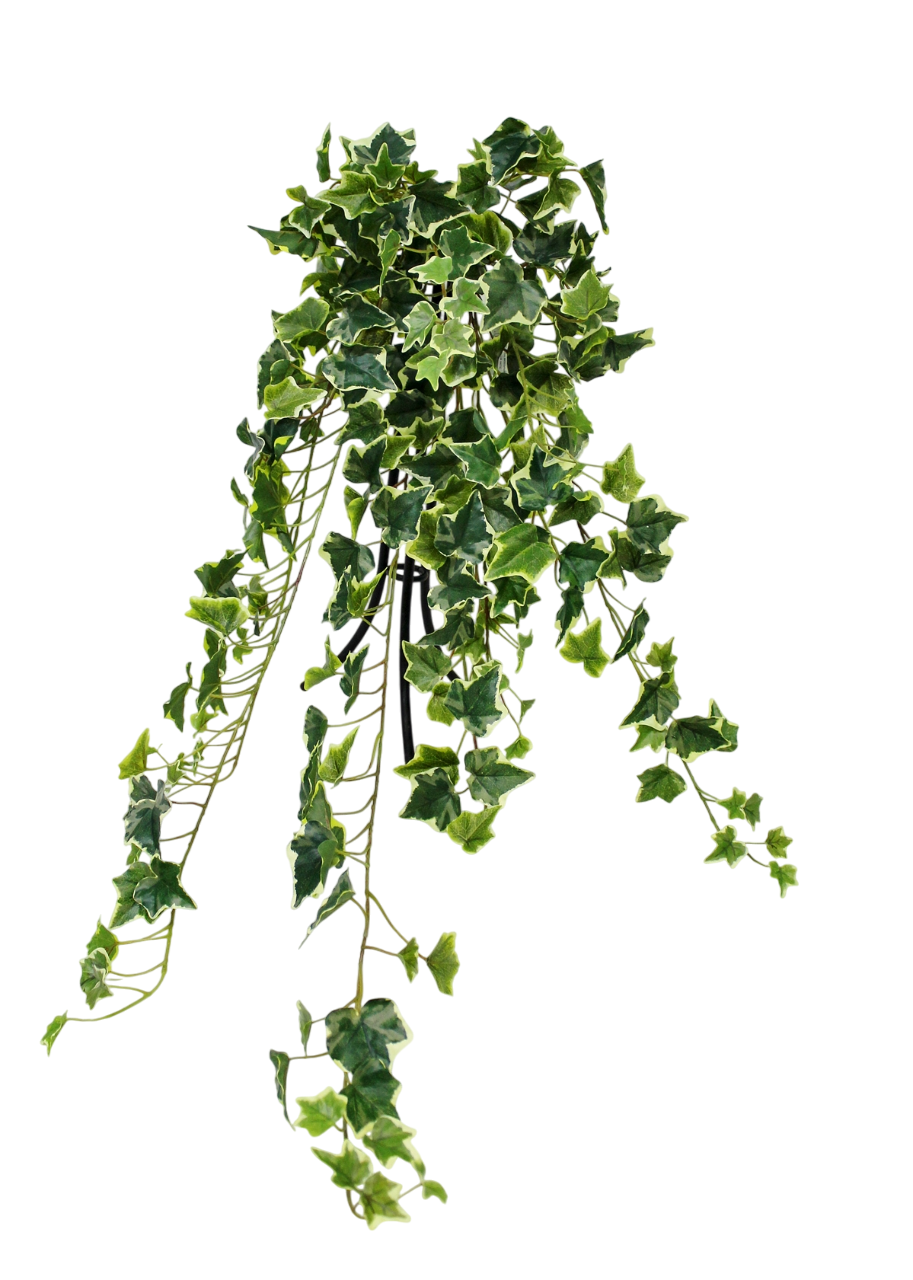 Ампельный английский плющ, 100 см, бренд CONEKO - декор для дома и офиса