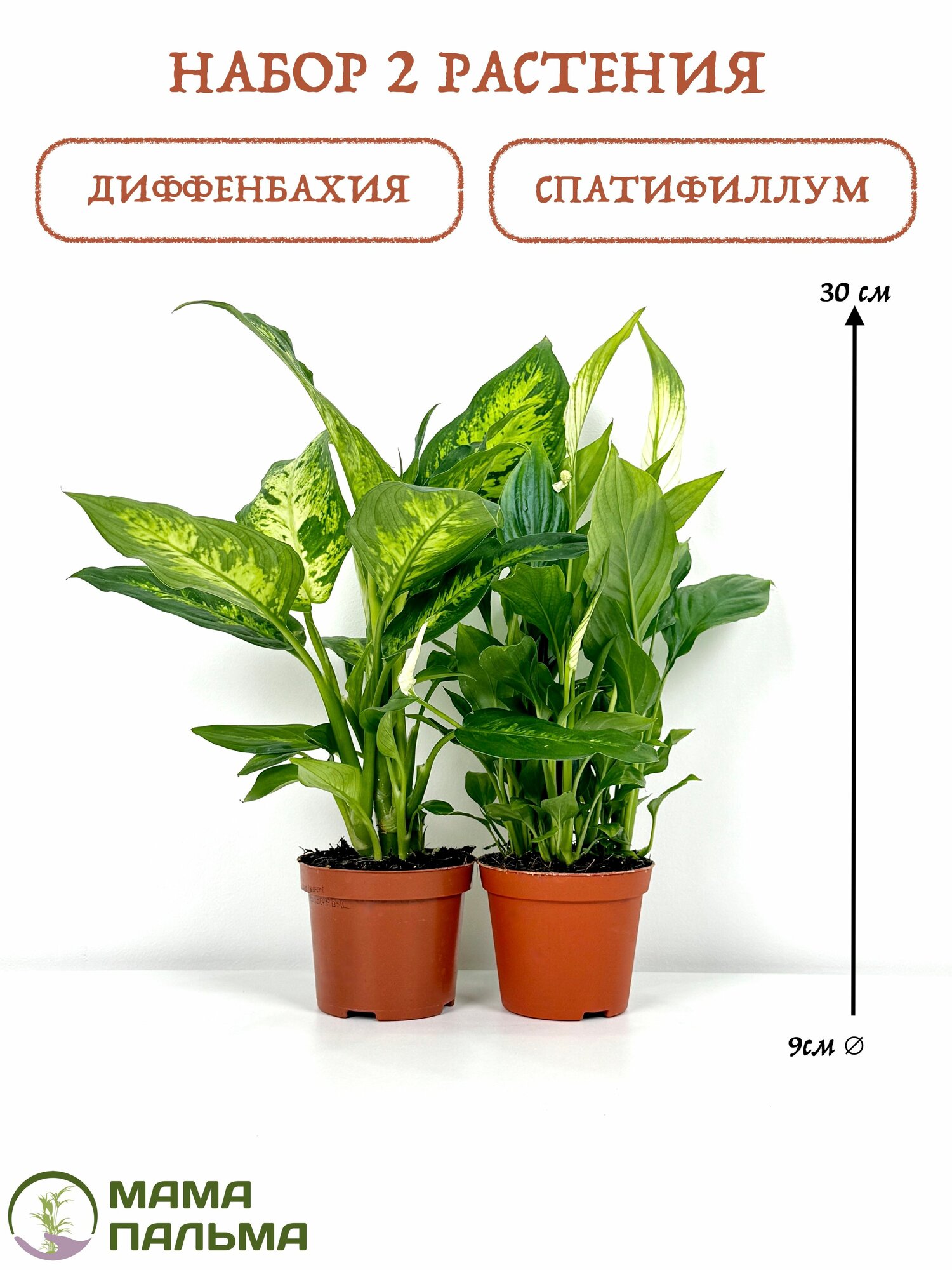 Набор 2 растения Спатифиллум Диффенбахия в горшке D9 (живые растения)