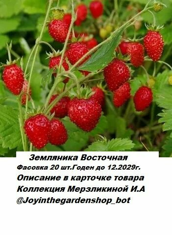 Земляника Восточная Семена.