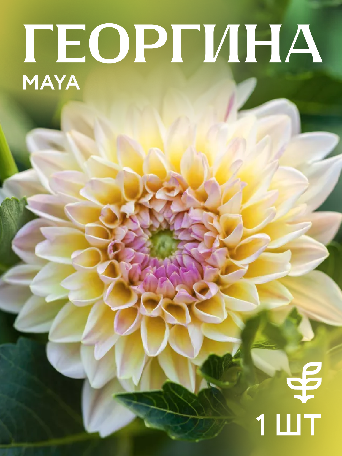 Георгины клубни многолетние крупные