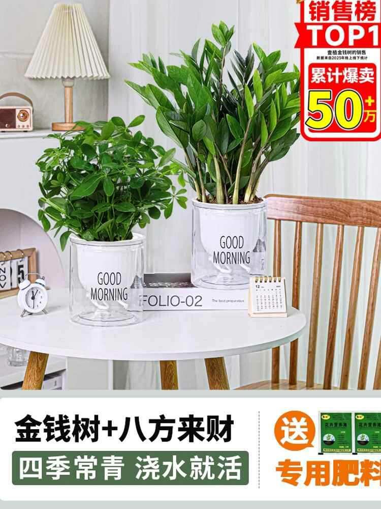 Горячая распродажаДенежное дерево, зеленое растение для интерьера, легкое в уходе, цветок для офиса, счастливое дерево, большой цветочный горшок, денежная гирлянда