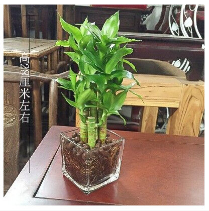 Горячая распродажаГидропонный Lucky Bamboo, четырехсезонное водное выращивание, настольное растение для дома, простое в выращивании цветочное зеленое растение, Вэньчан бамбук, лотос бамбук, зеленое растение