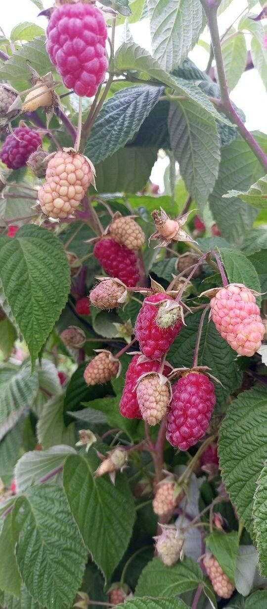 Семена малины Брянское диво 10шт+бонус