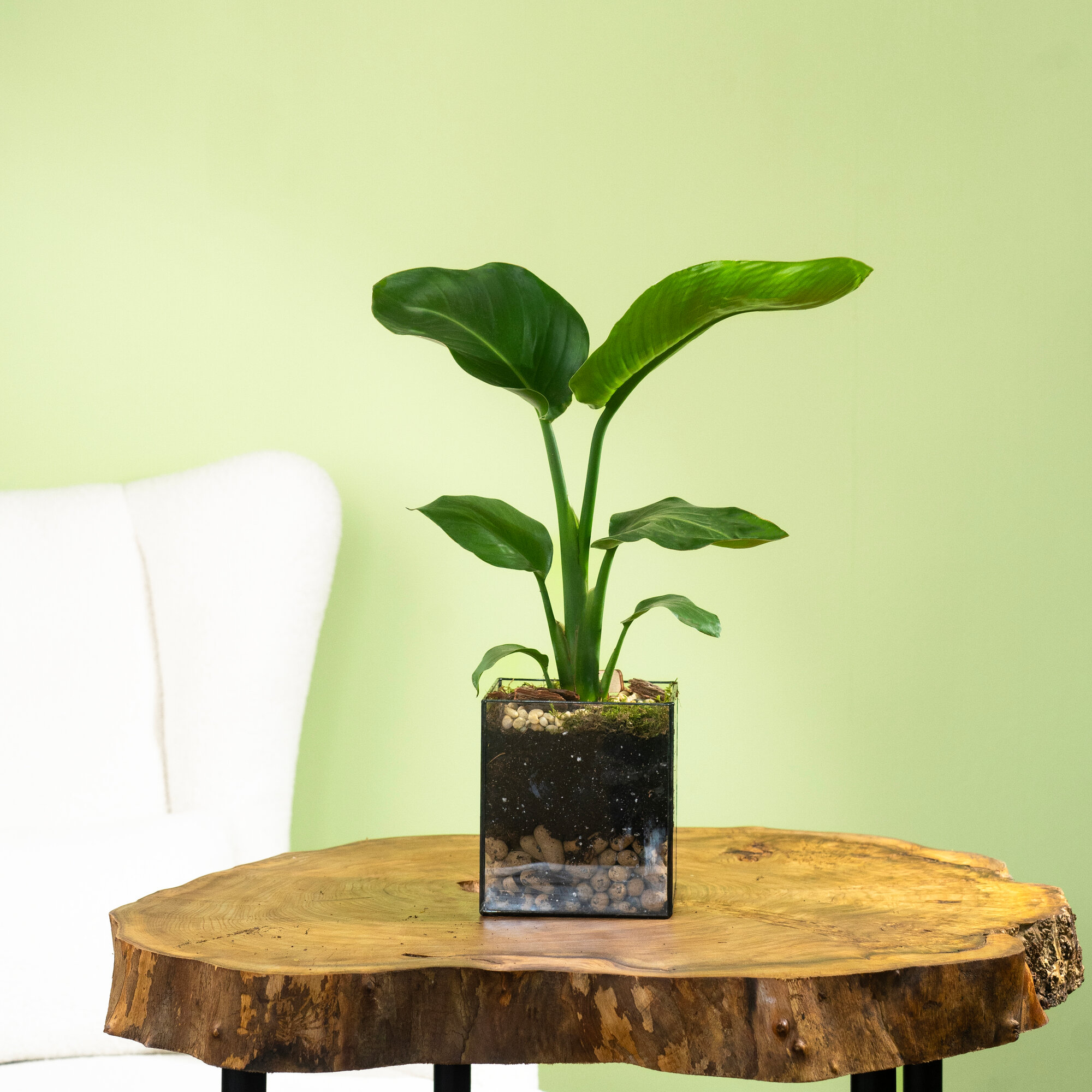 Живой цветок Стрелиция Николая в стеклянном кашпо Кубик, 35см