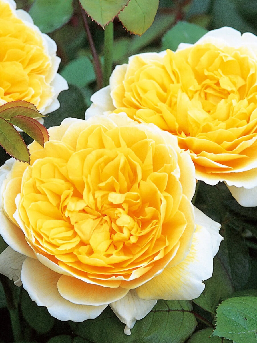 Роза английская "Шарлотта", 2 саженца, многолетняя, белая/желтая