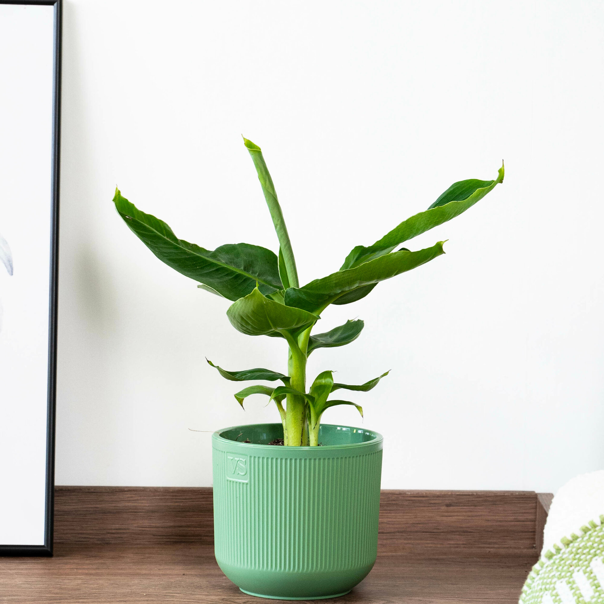 Банановая пальма в стильном кашпо 30 см