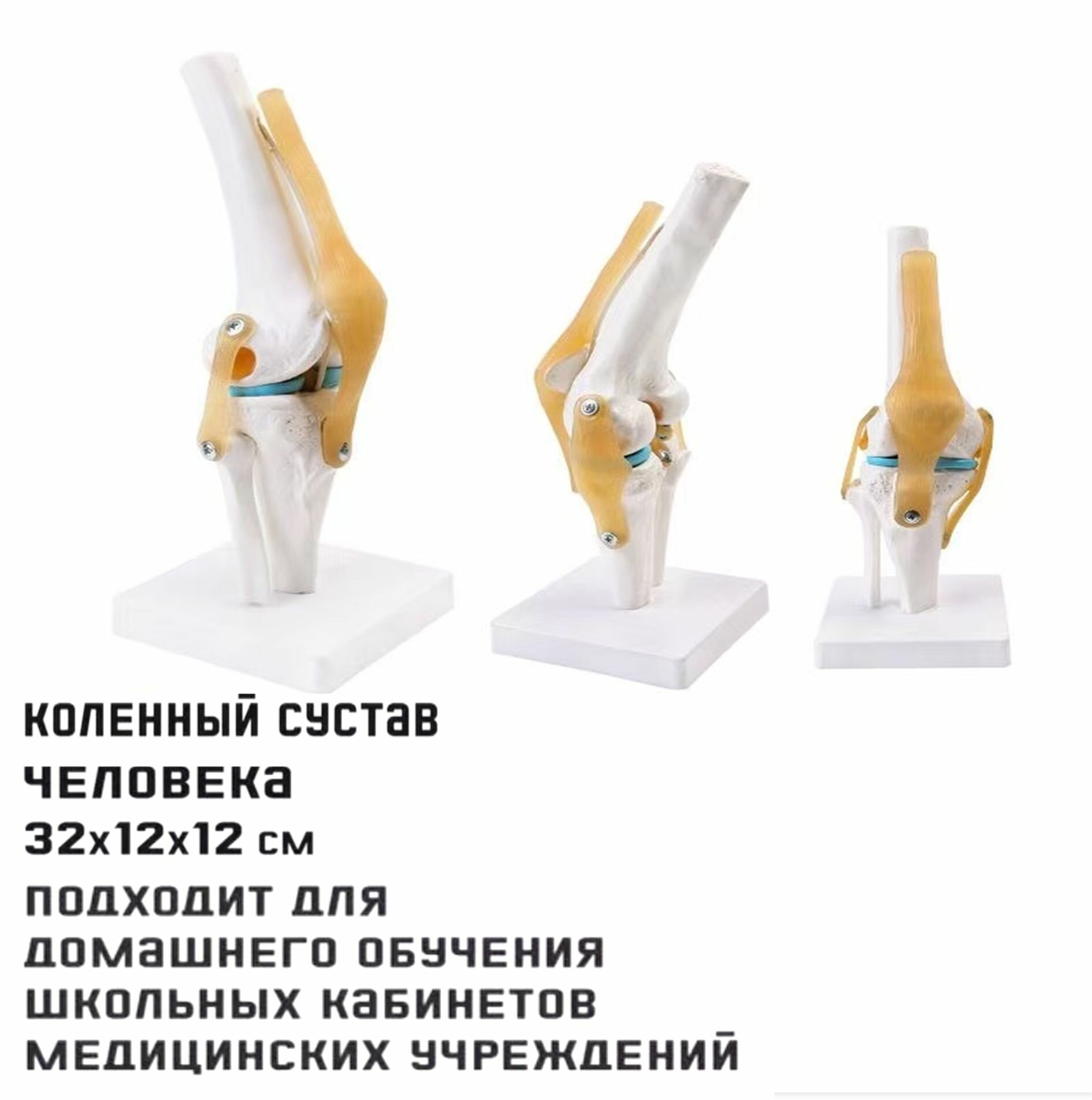 Анатомический макет коленного сустава, учебный макет колена для студентов и врачей из безопасных материалов, демонстрационная модель для лекций и практических занятий