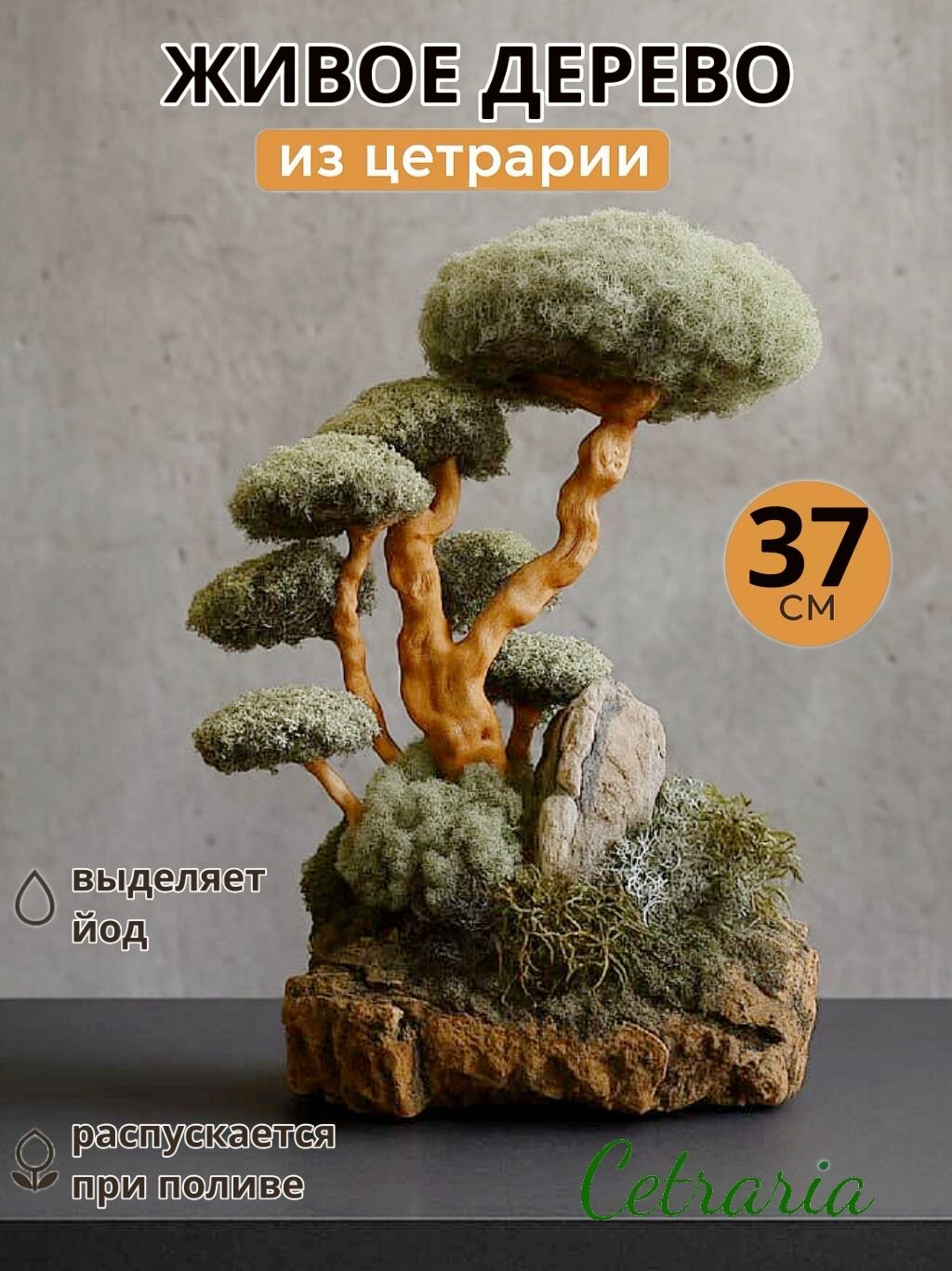 Сухоцвет Дерево с кронами цетрарии / Уникальный декор интерьера