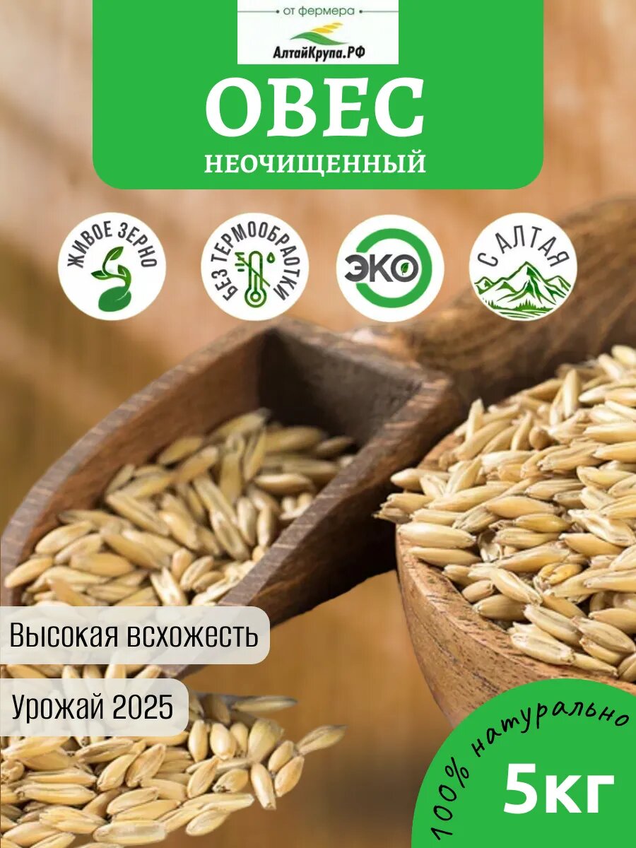 Овес неочищеннный в оболочке для проращивания и заваривания 5 кг