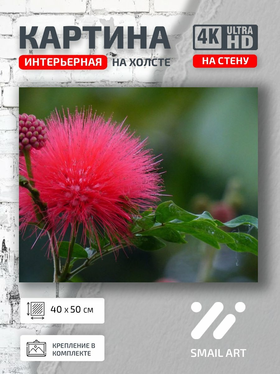 Картина на холсте интерьерная 40 на 50 на стену Цветок Mood для студии атмосфера интерьер