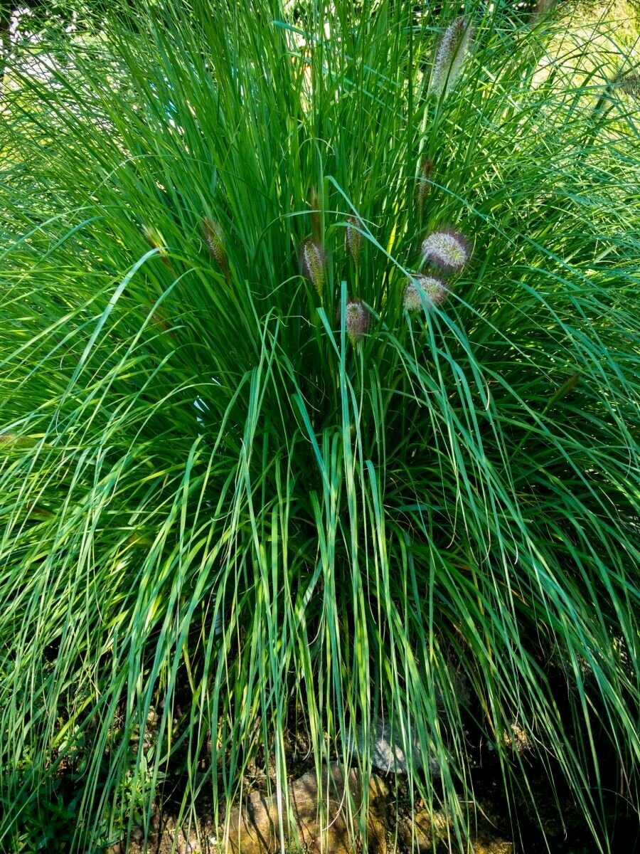 Семена Пеннисетум лисохвостовый (Pennisetum alopecuroides), 15 штук