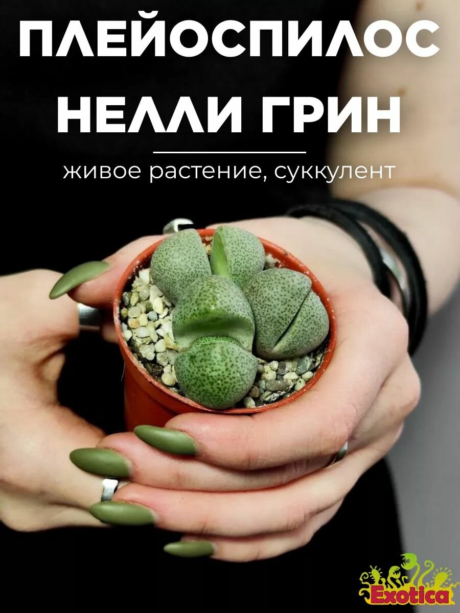 Плейоспилос Нелли (Pleiospilos Nelii) D5см, живые камни