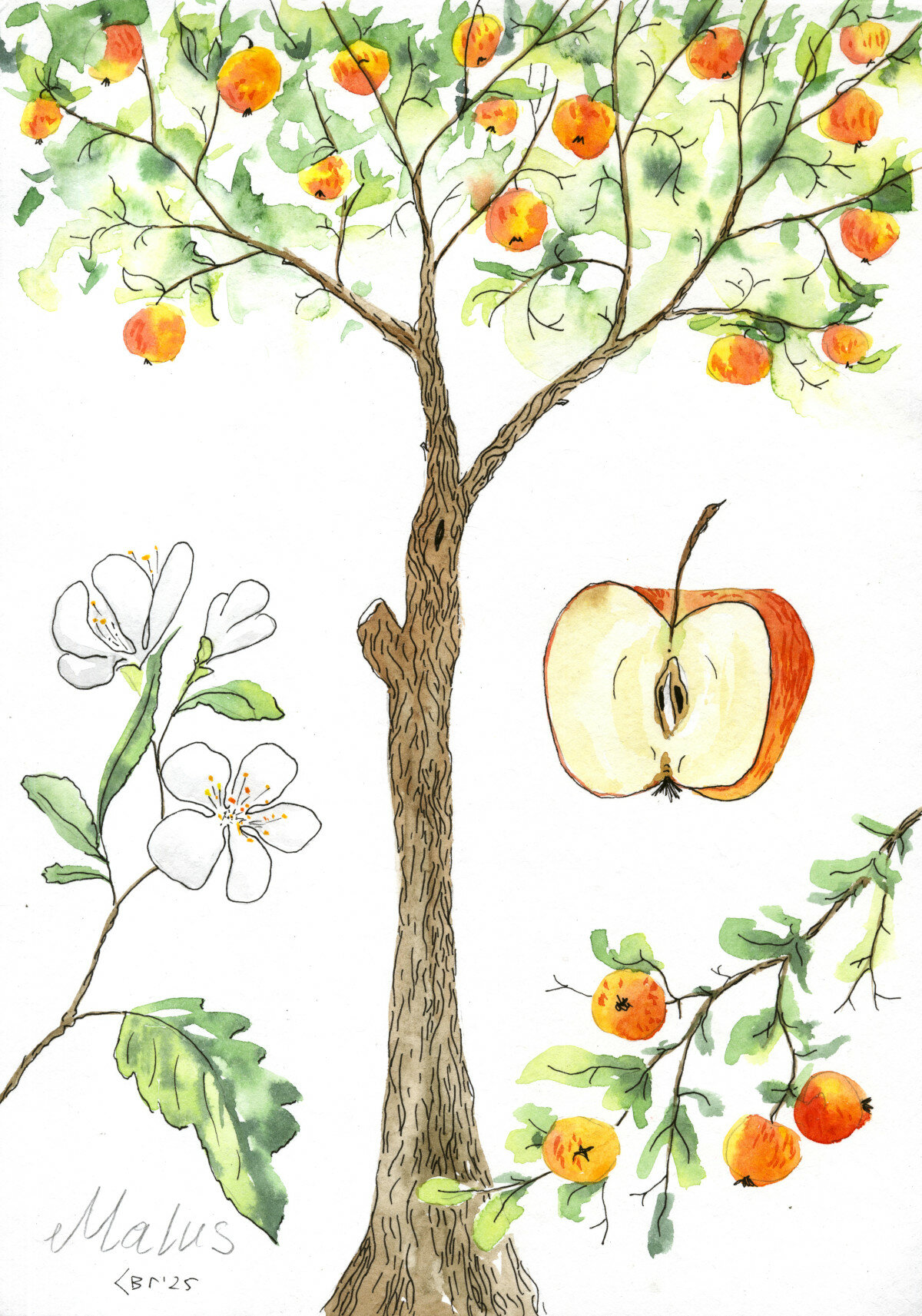 Акварельная ботаническая иллюстрация "Яблоня - лат. Mālus", ручная работа, 21х30 см