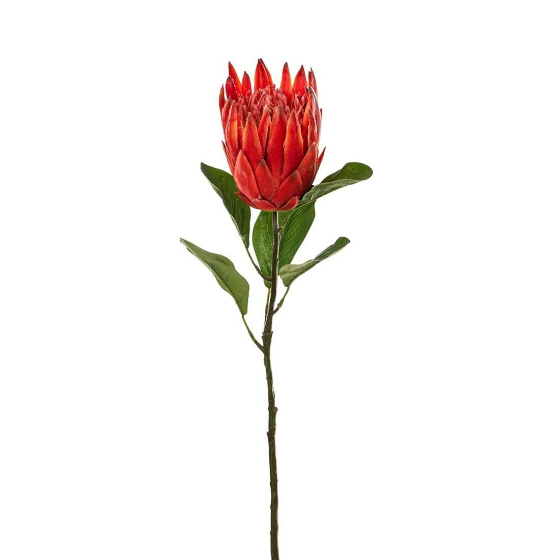 Цветок декоративный "Протея" #211790-300 Fiebiger Floristik 79 см