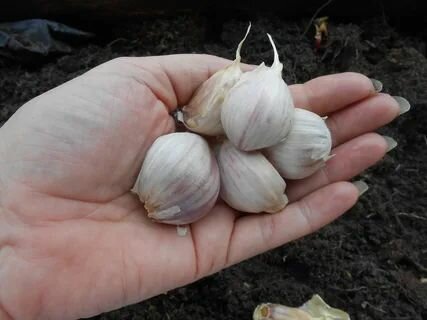 Чеснок озимый на посадку лущенный 300 грам