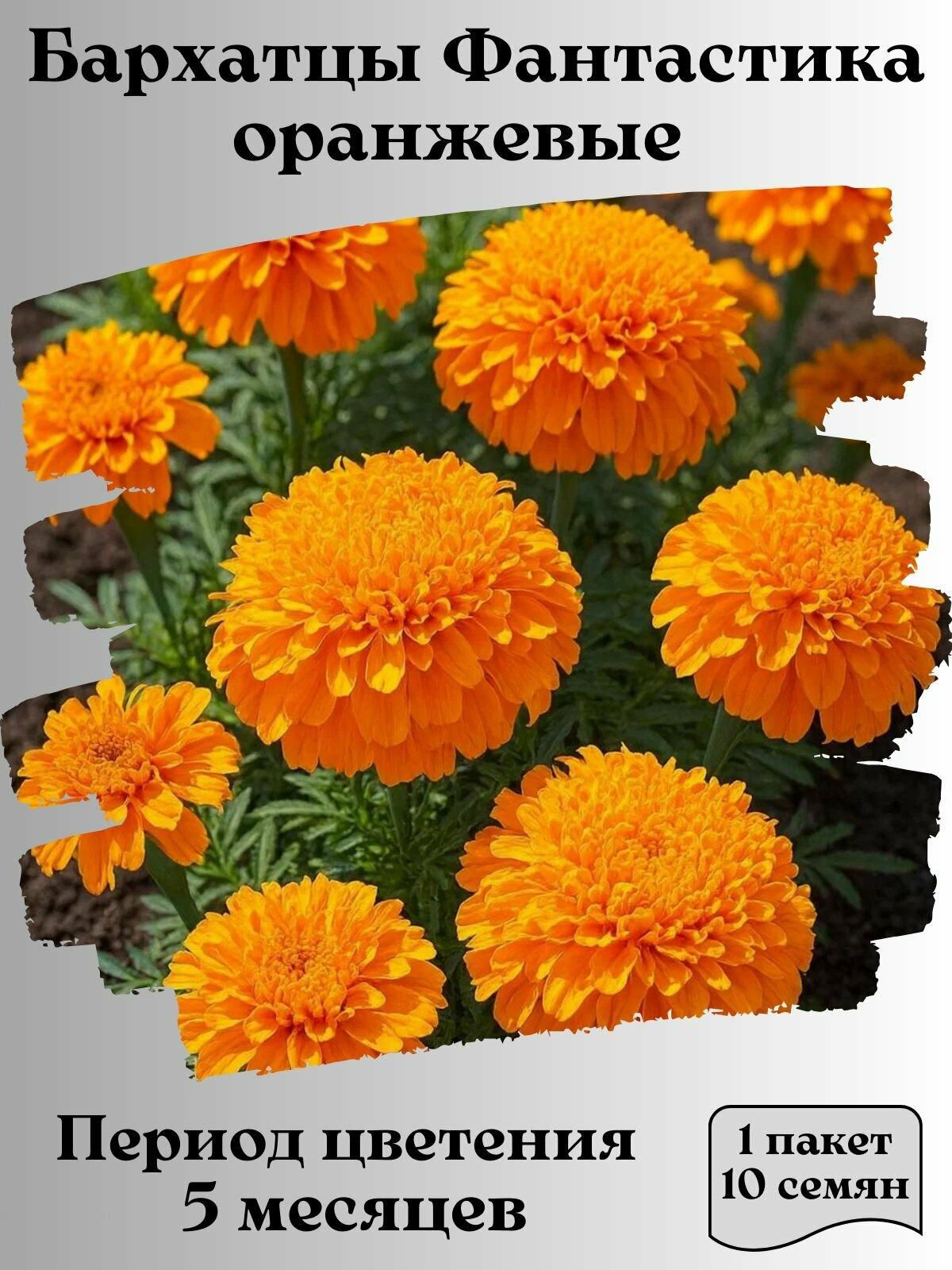 Бархатцы Фантастика оранжевые, семена, 10 шт, 15 гр.