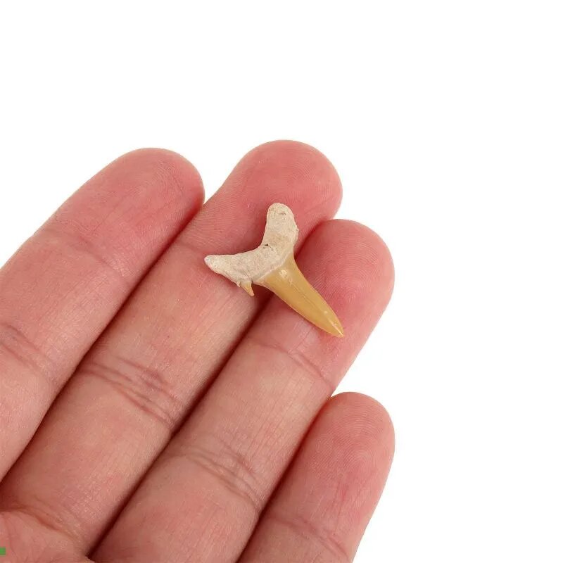 Натуральный кулон, ювелирное изделие из зубов морских животных, образец зубов акулы для рукоделия