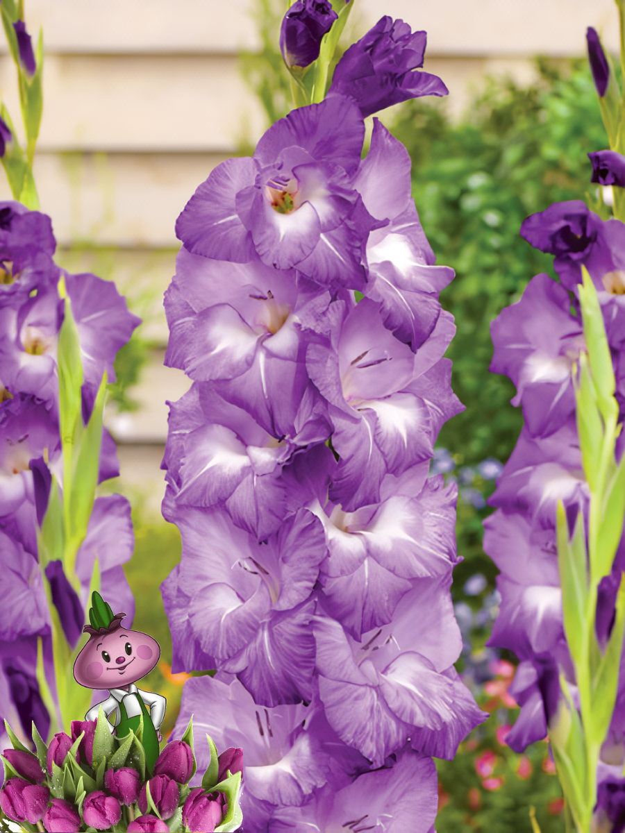 Луковицы цветов, chipollino flowers, Гладиолус NORI(3 луковицы)