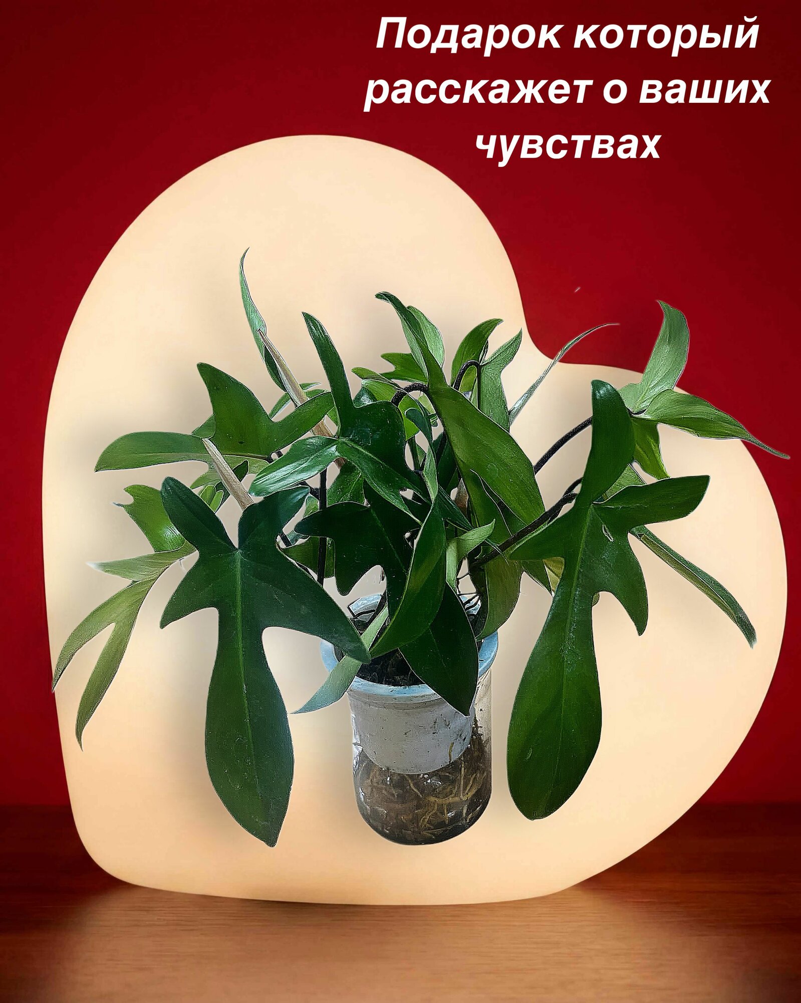 Филодендрон Imperial Green 30x10, декоративное растение , комнатное растение для дома