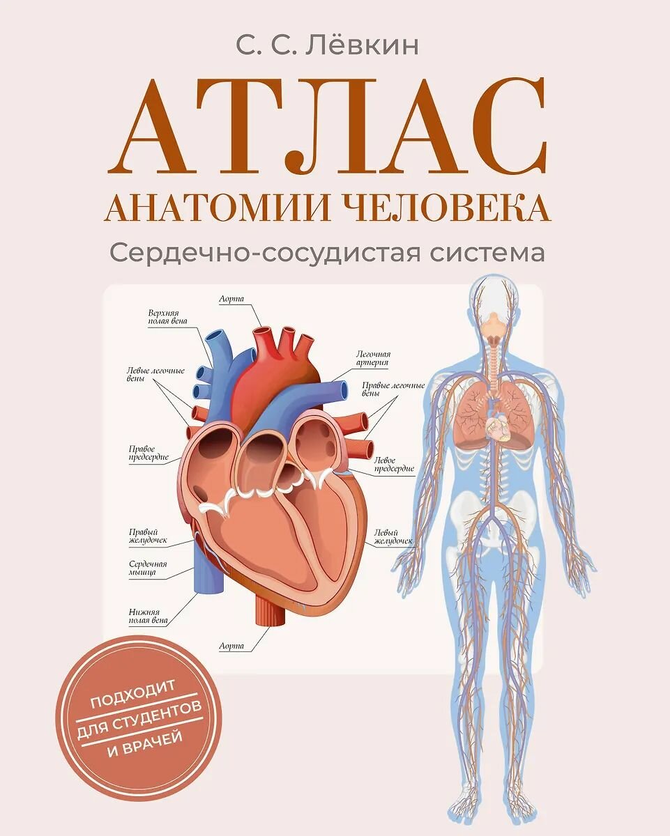 Книга по медицине АСТ "Атлас анатомии человека. Сердечно-сосудистая система" Лёвкин С. С, 2025 год