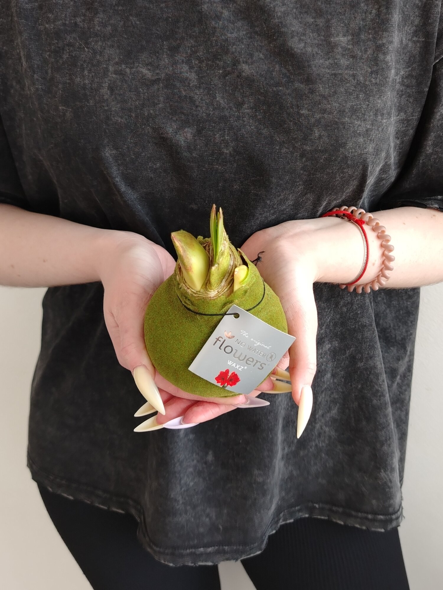 Луковица амариллиса