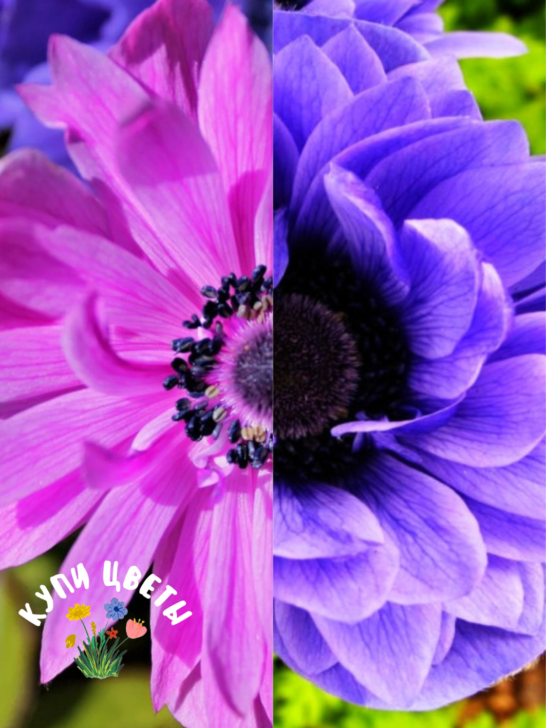 TWIN Анемона THE Admiral 10шт/ Анемона Lord Lieutnant 10шт(20 луковиц)