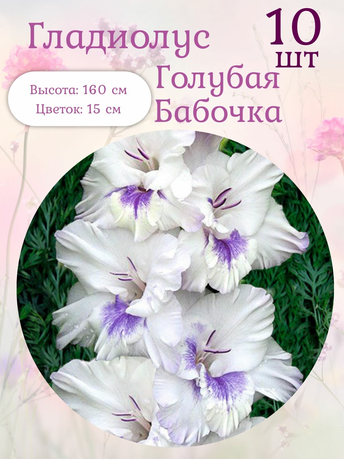 Гладиолус крупноцветковый, многолетние цветы, луковицы 10 шт.