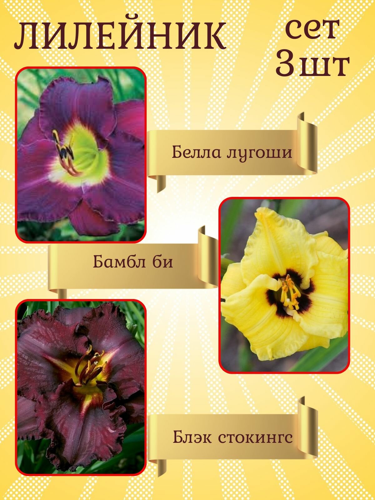 Лилейник, многолетние цветы, Сет из 3 штук