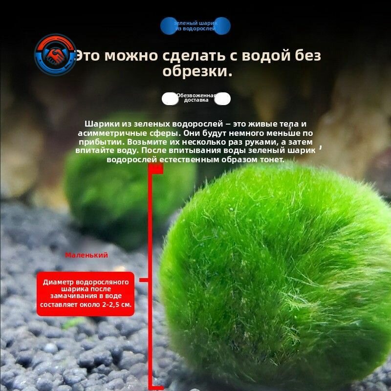 Живые шарики маримо для аквариума и террариума, натуральные моховые декорации-талисманы удачи, очищают воду и насыщают кислородом, подарок и украшение интерьера, 3 шт