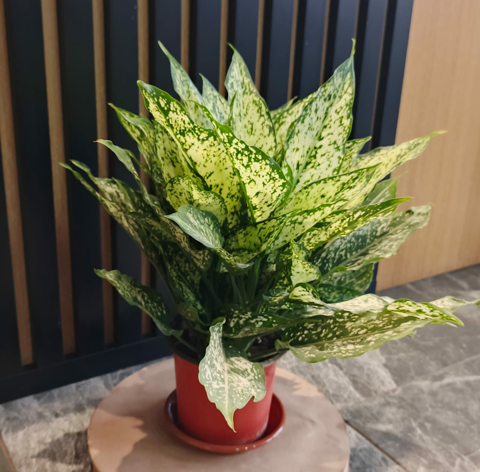 Комнатное растение Аглаонема "Эмеральд"от "Цветочная Лавка", длина 15 см, высота 40 см