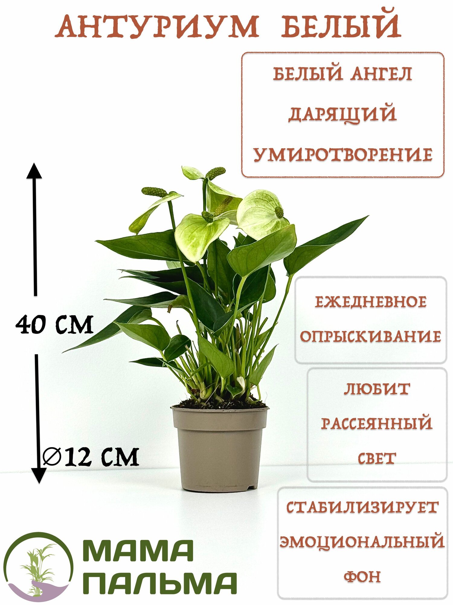 Живое растение Антуриум Белый в горшке D12 высота 40 см