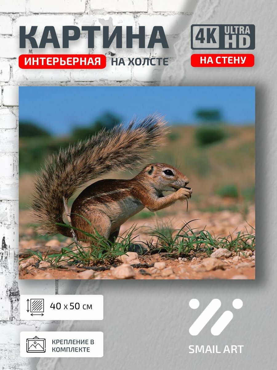 Картина на холсте интерьерная 40 на 50 на стену Белка Mood для кабинета атмосфера интерьер