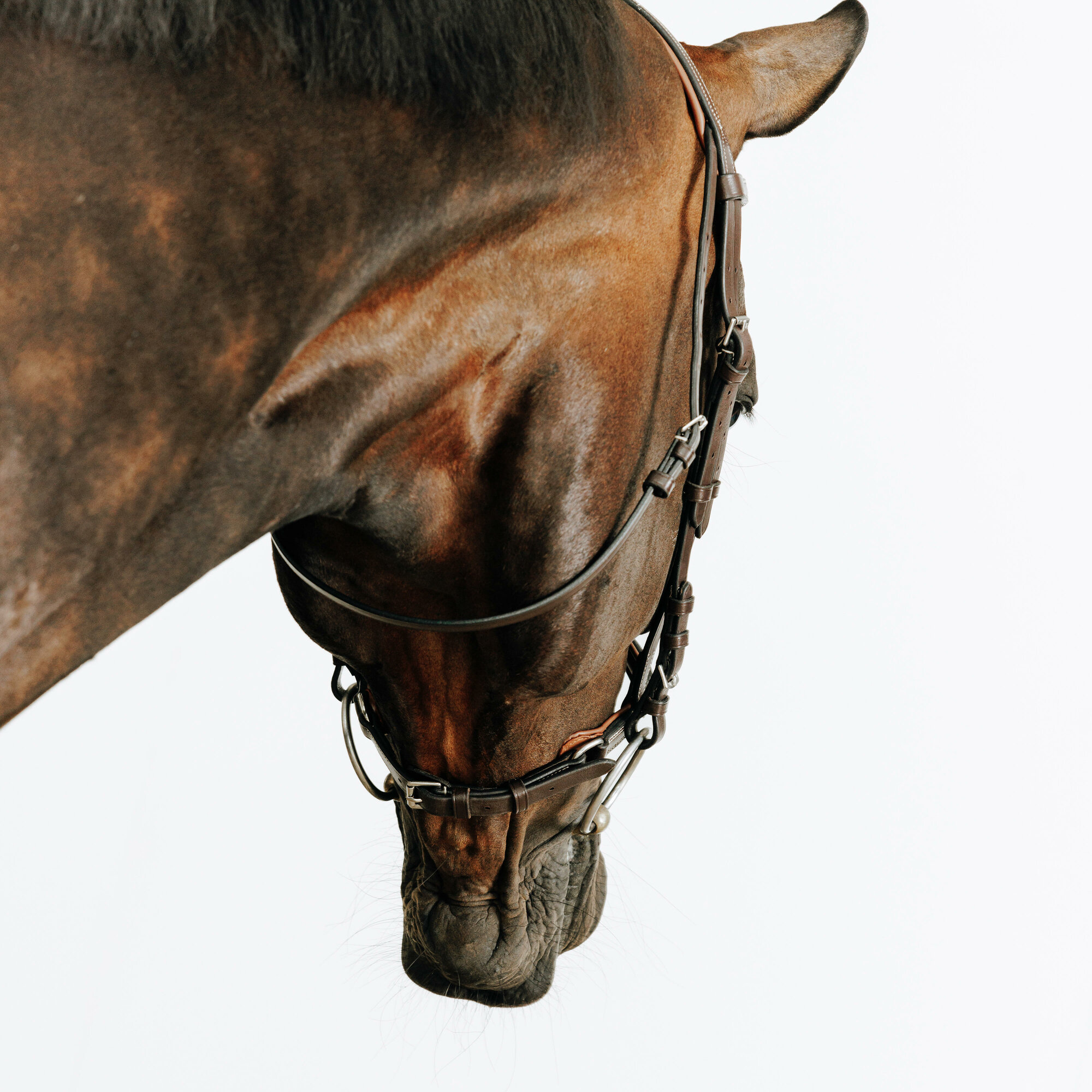 Decathlon Оголовье с вышивкой и обычным нахрапником 580 - FS