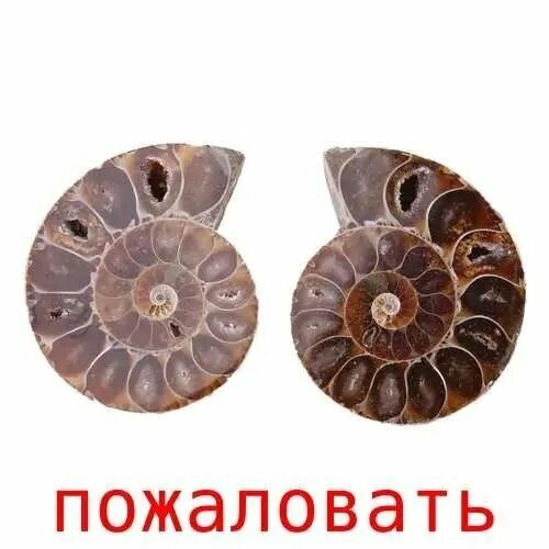2шт Раковина ископаемого образца аммонита из Мадагаскарских натуральных камней и минералов (4 см)