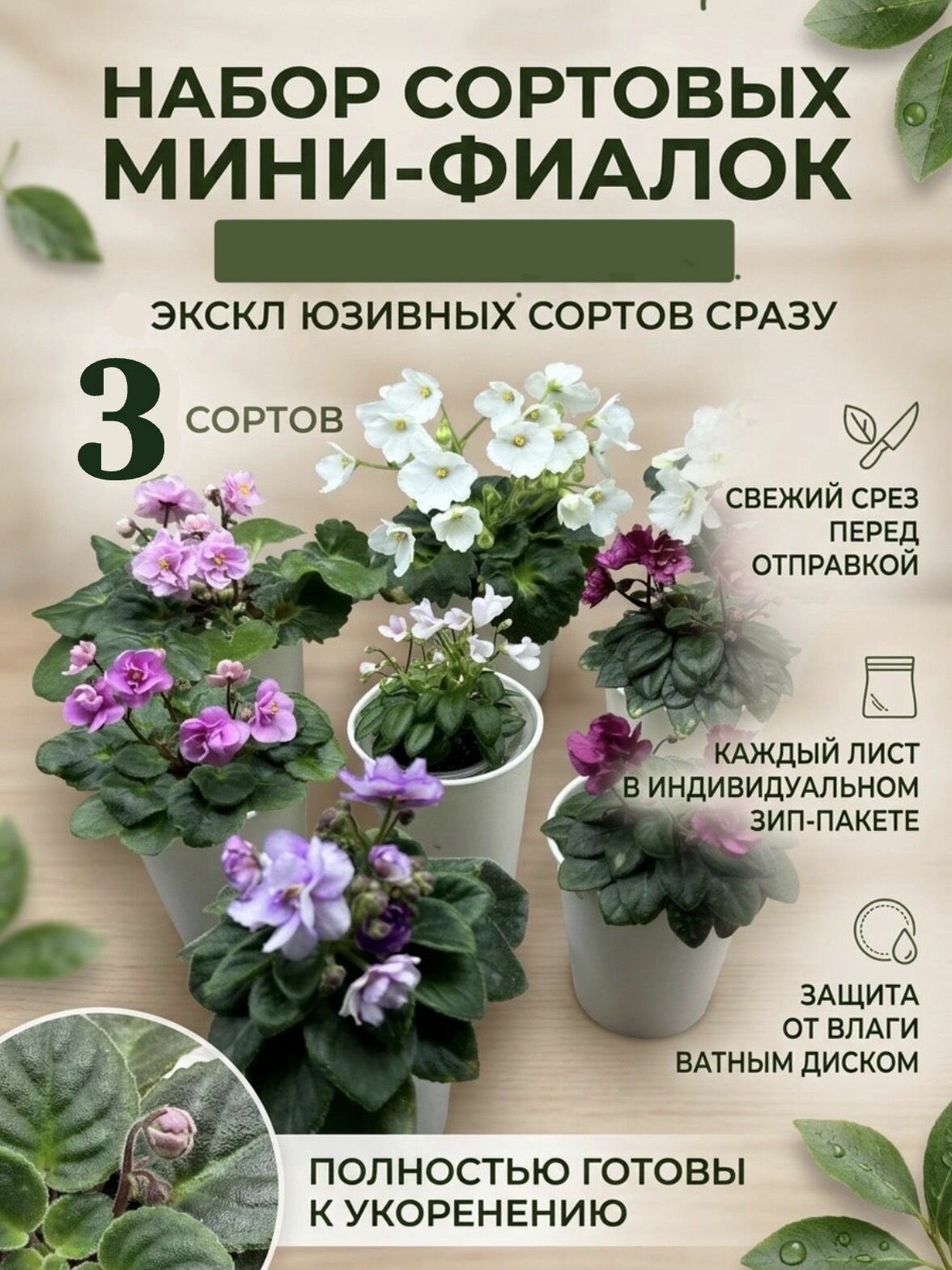 Листики сортовых мини-фиалок, набор из 3 штук, микс сортов фиалок