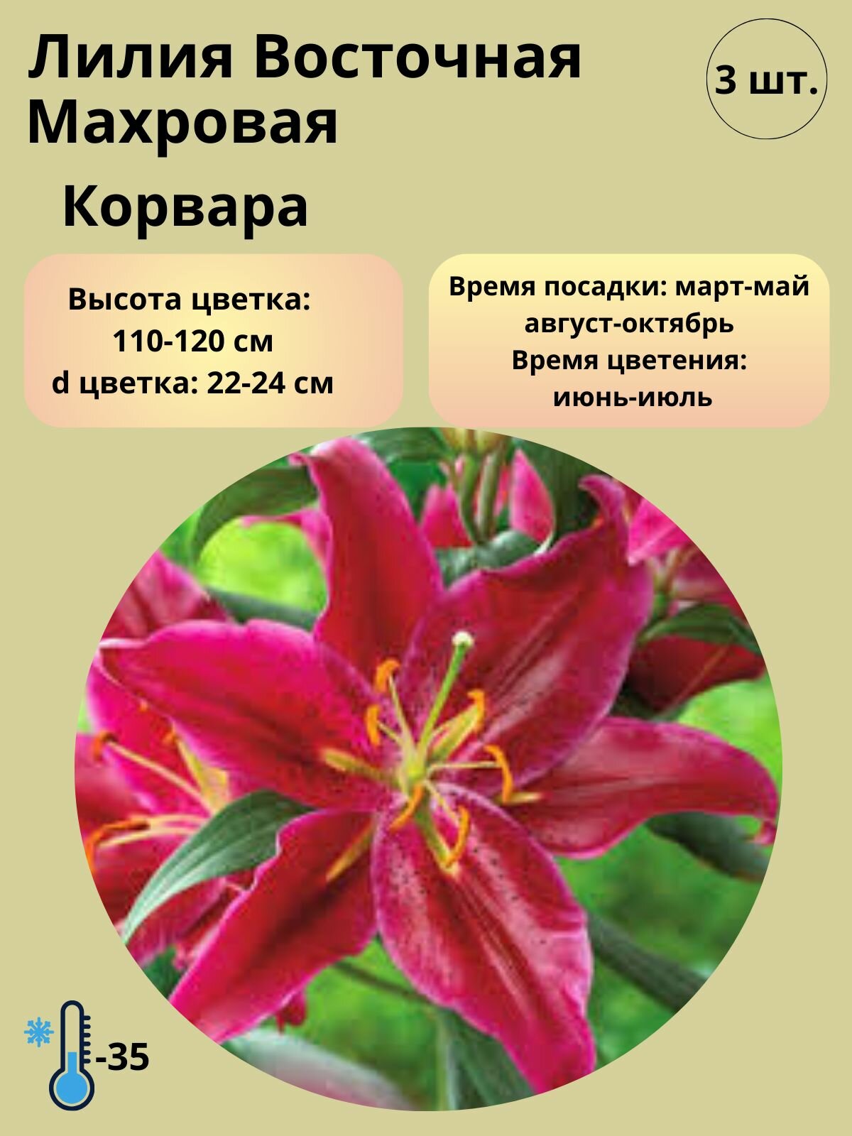 Лилия Восточная, луковицы 3 шт