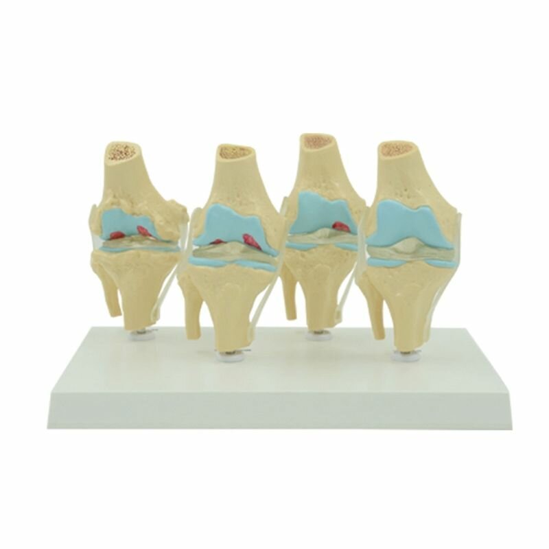 Анатомическая модель