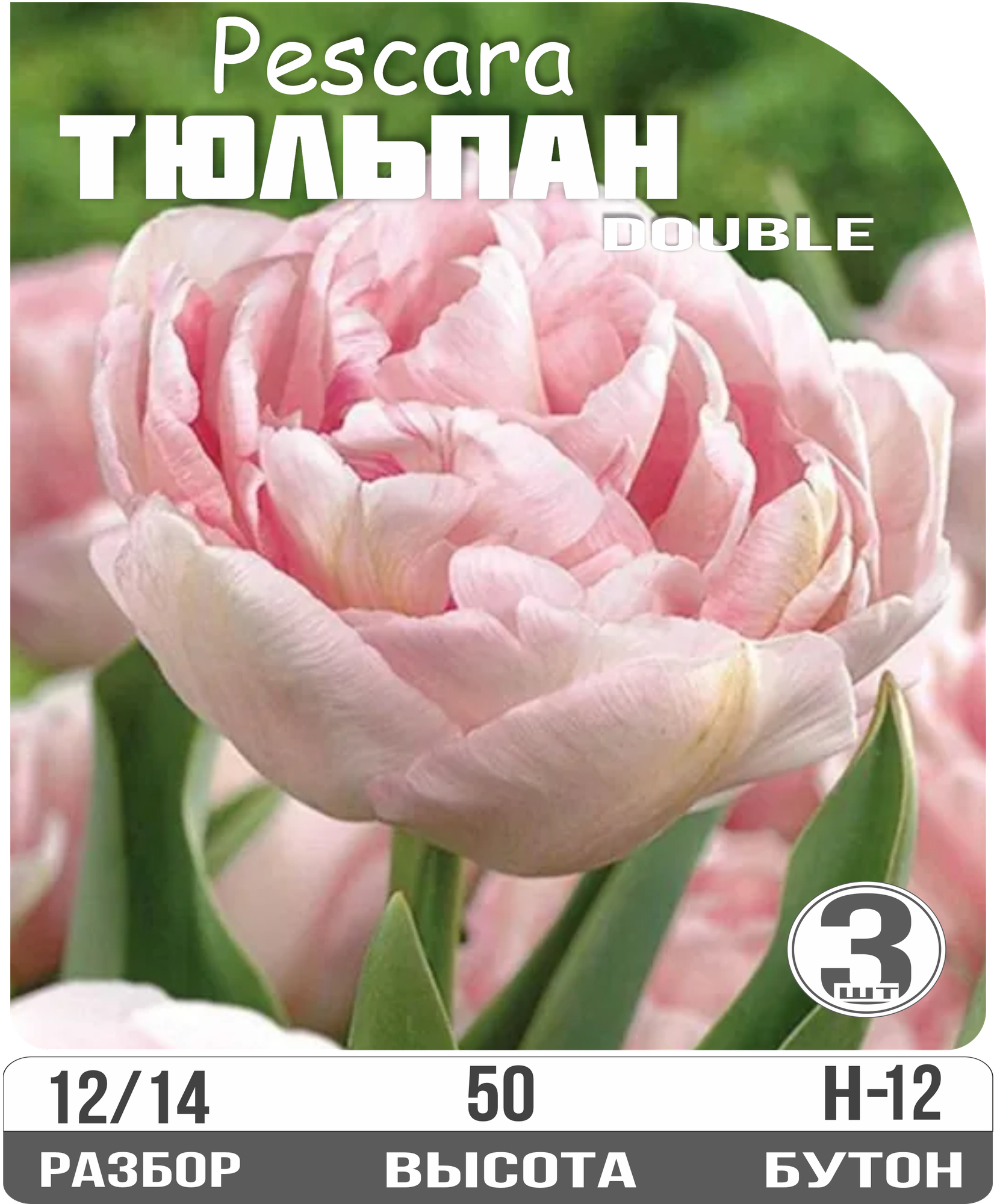 Тюльпаны Пескара, многолетние, раннецветущие, 3 шт, высота 50см, пастельный розовый цвет, Eywa