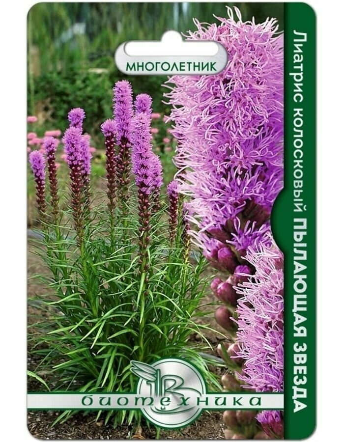 Семена Лиатрис Пылающая Звезда Биотехника